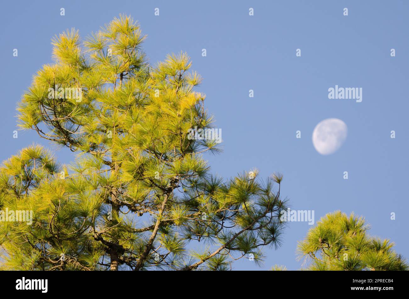 Canary Island pines Pinus canariensis and moon. Integral Natural ...
