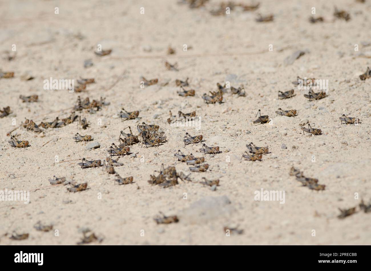 Nymphs of Moroccan locust Dociostaurus maroccanus. Cruz de Pajonales ...