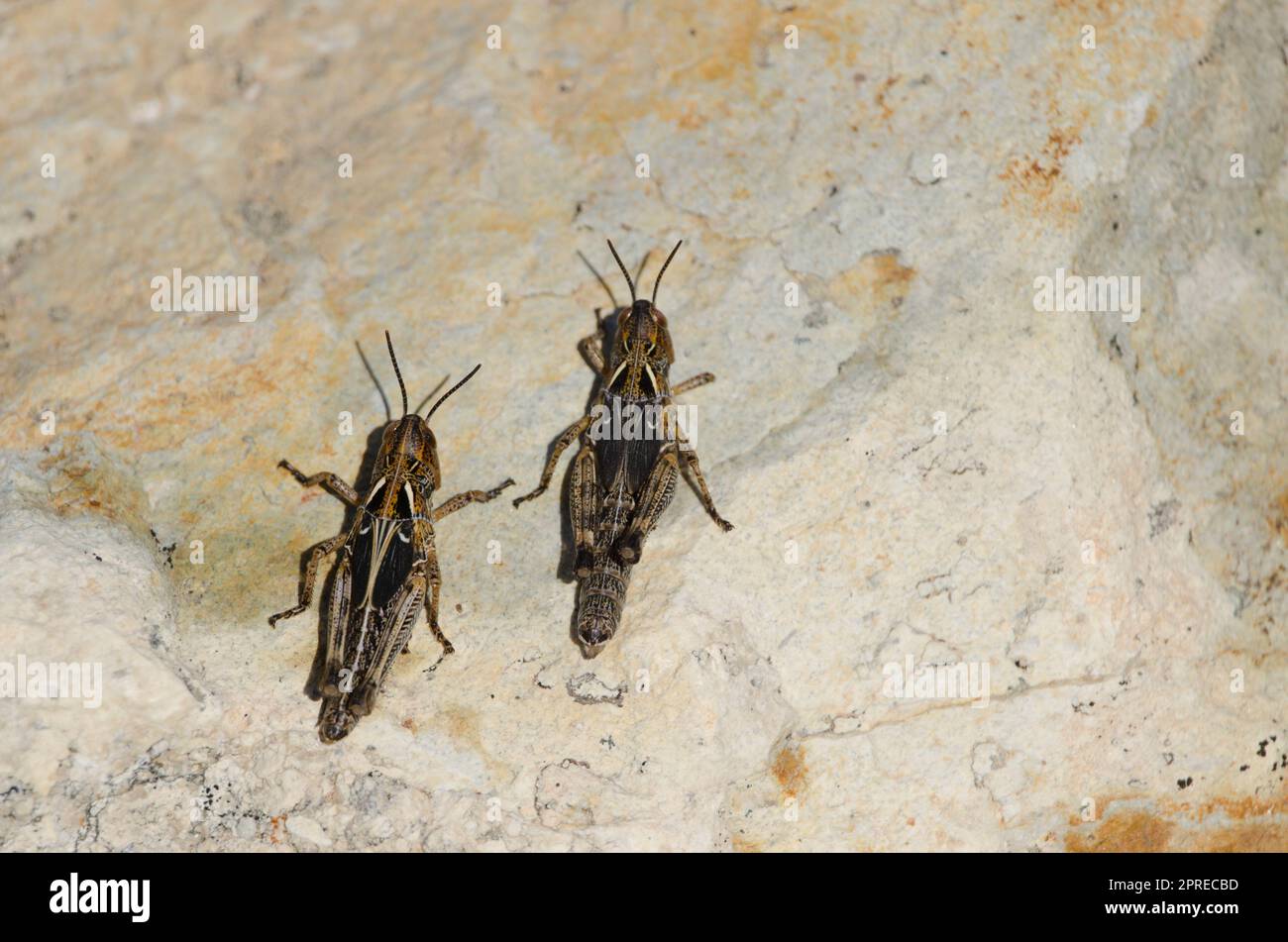 Nymphs of Moroccan locust Dociostaurus maroccanus. Cruz de Pajonales ...