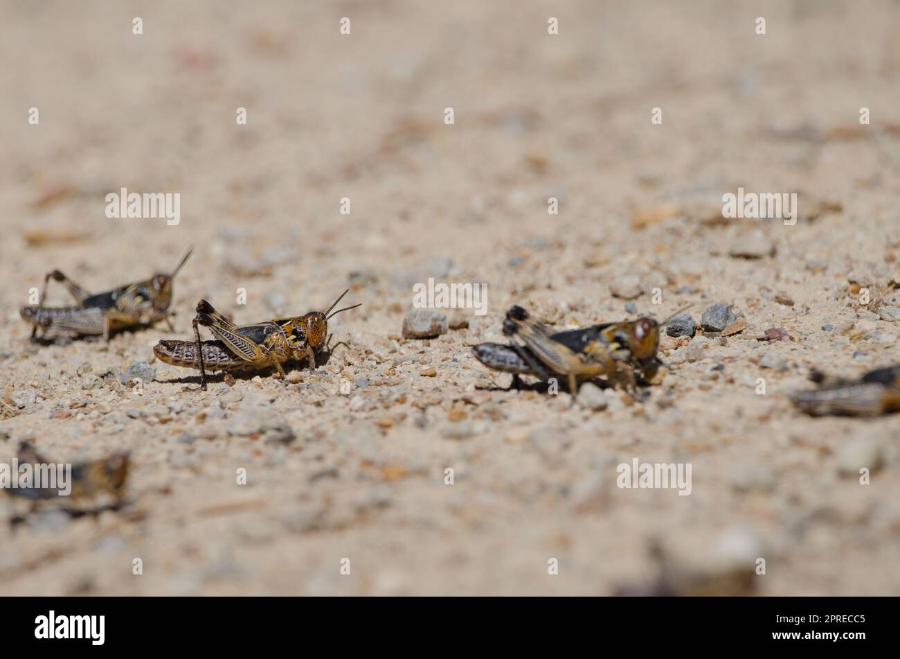 Nymphs of Moroccan locust Dociostaurus maroccanus. Cruz de Pajonales ...
