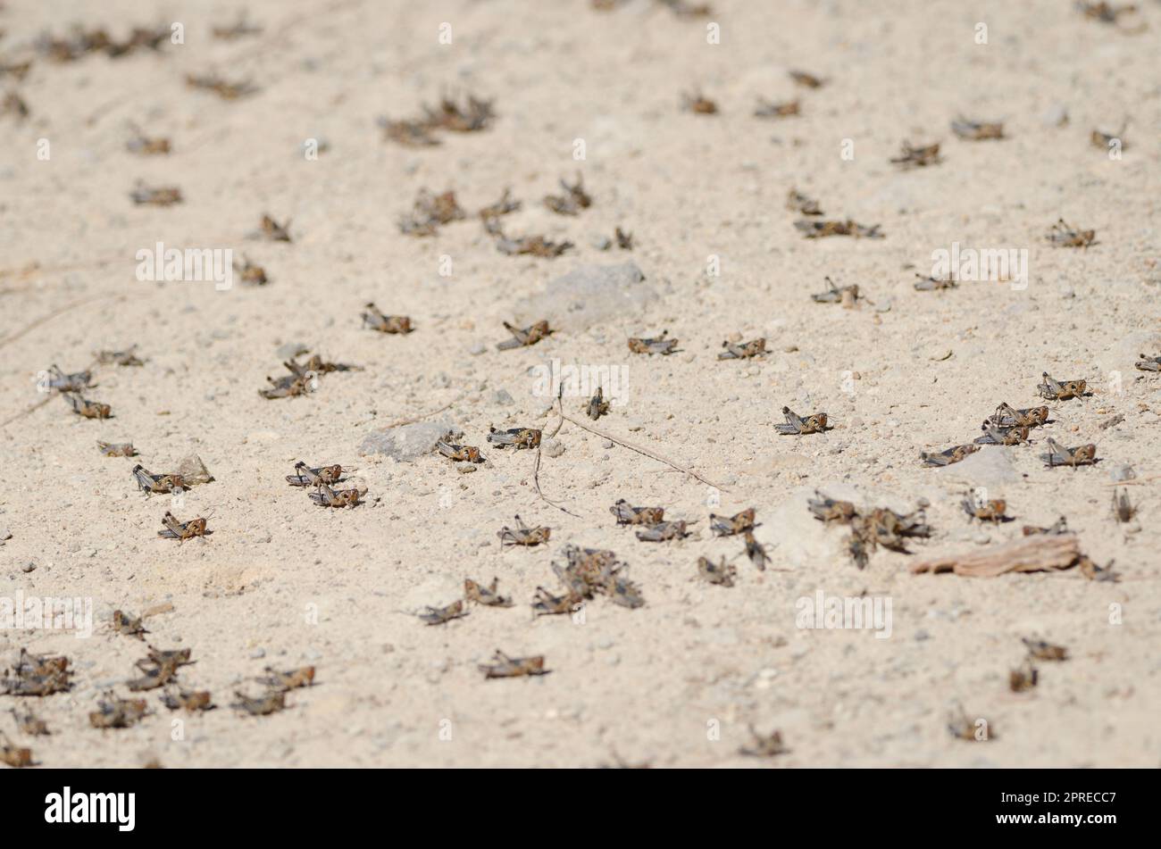 Nymphs of Moroccan locust Dociostaurus maroccanus. Cruz de Pajonales ...