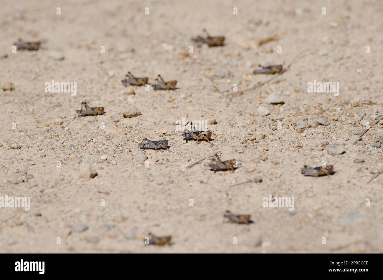 Nymphs of Moroccan locust Dociostaurus maroccanus. Cruz de Pajonales ...