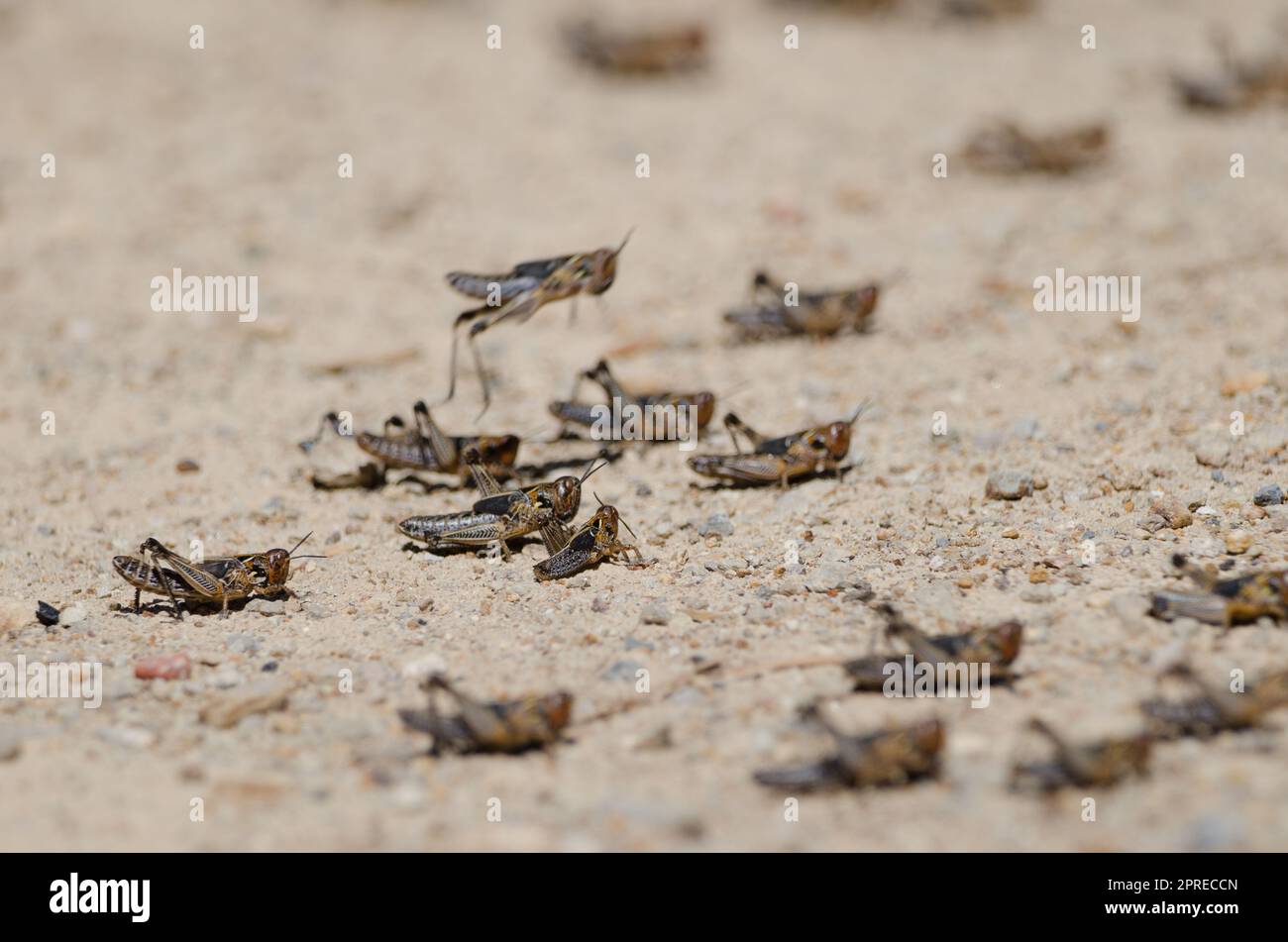 Nymphs of Moroccan locust Dociostaurus maroccanus. Cruz de Pajonales ...
