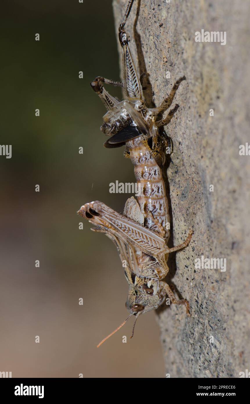 Nymph of Moroccan locust Dociostaurus maroccanus in the molting process ...