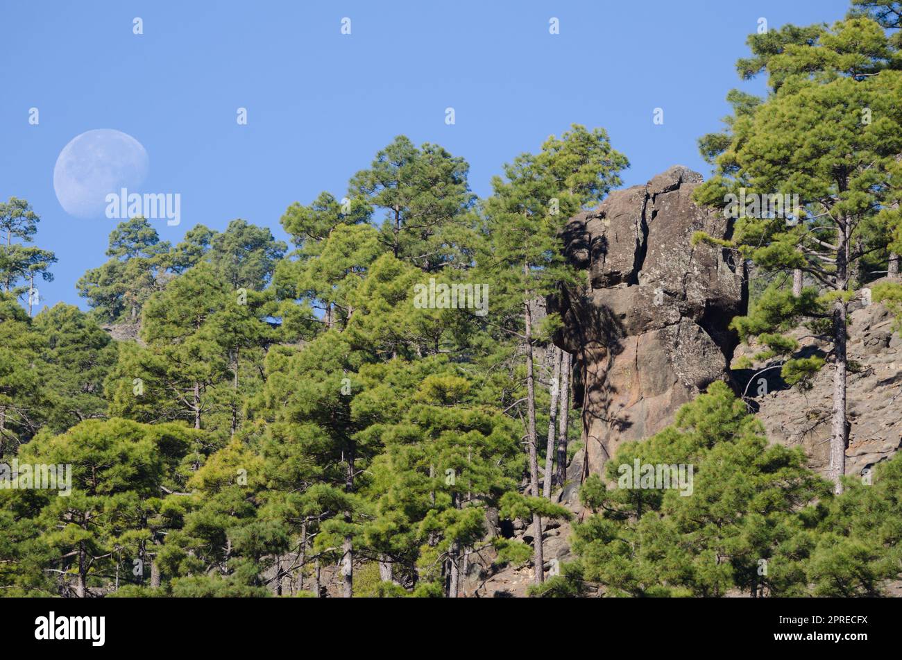 Rock in a forest of Canary Island pine Pinus canariensis and moon ...