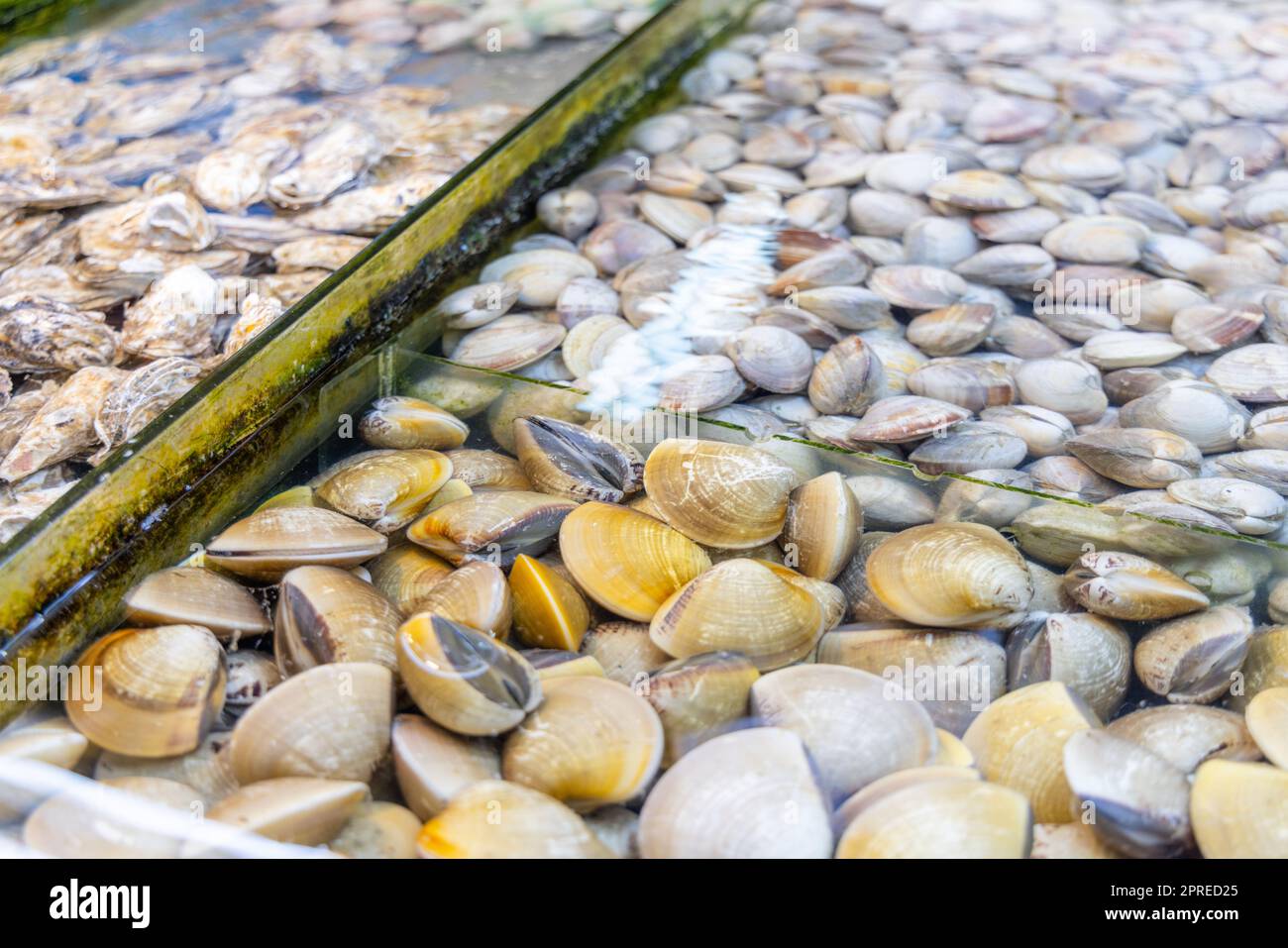 Fresh raw clam selling in wet market Stock Photo - Alamy