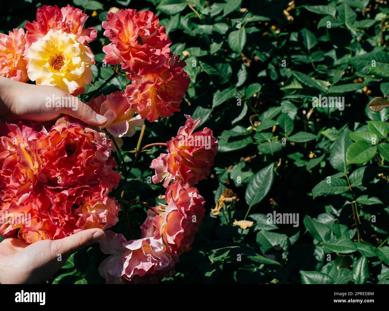 Beautiful fresh roses in hand Stock Photo - Alamy
