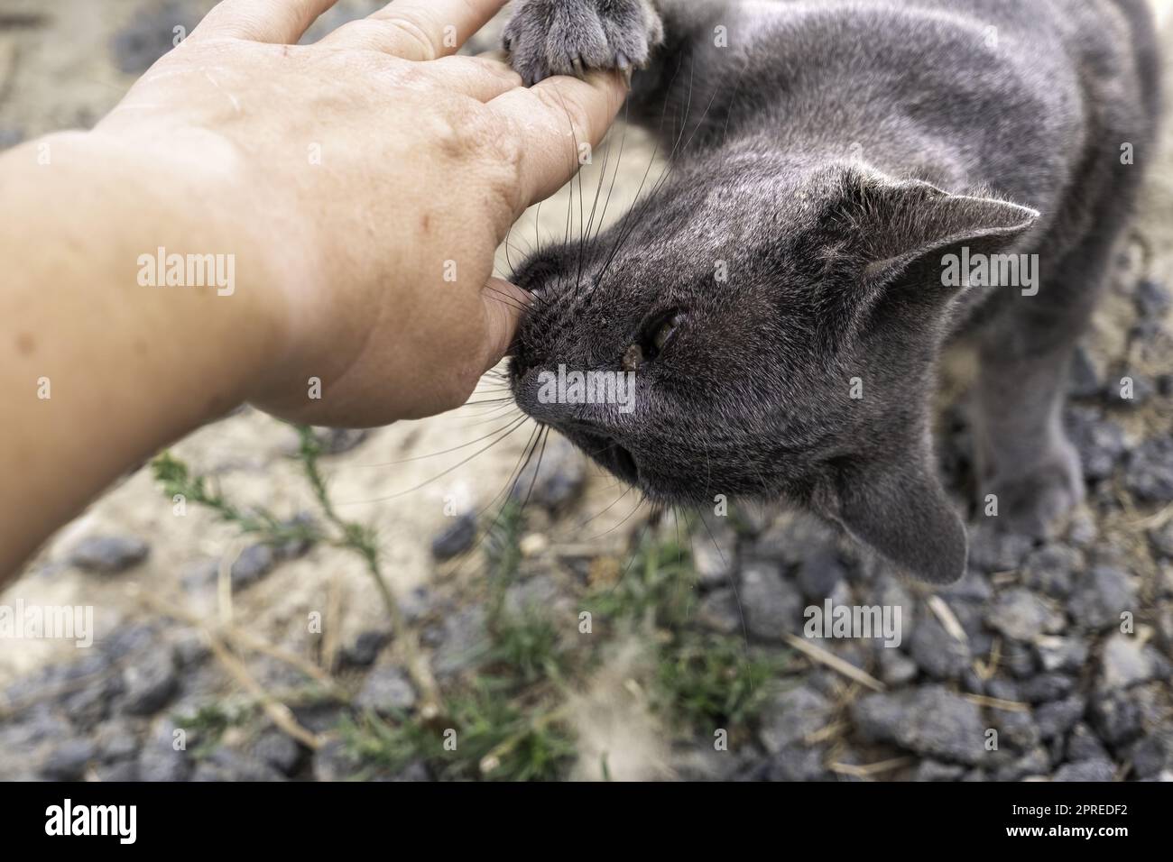 Detail of domestic animal biting and playing Stock Photo - Alamy