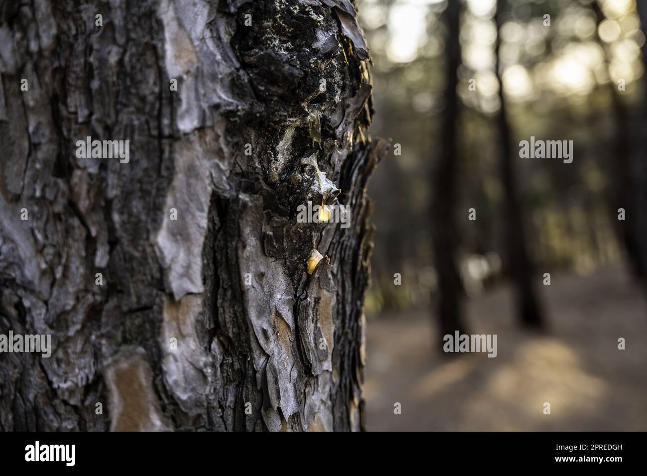 Pine resin detail in a forest in nature Stock Photo - Alamy
