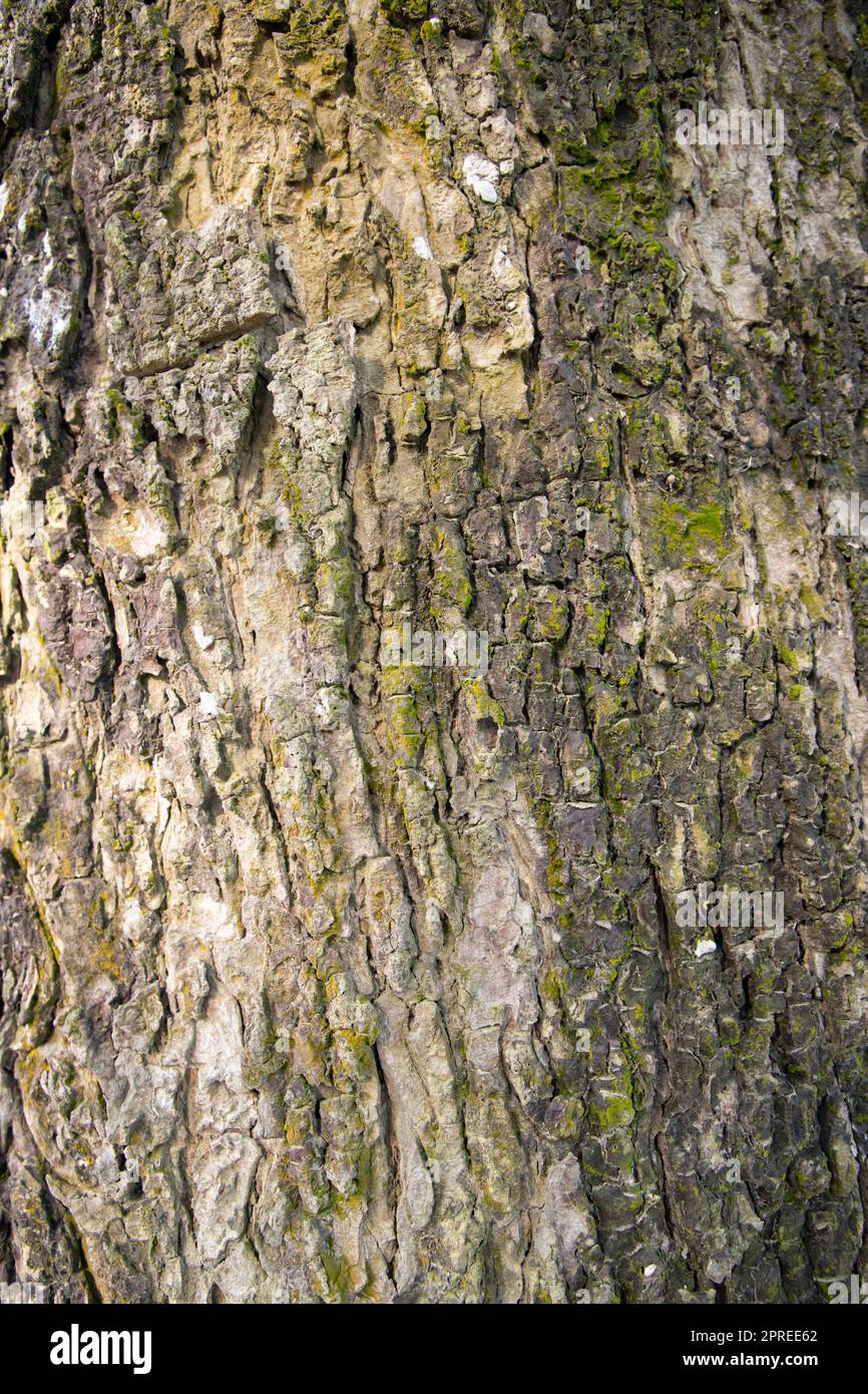 Tree bark background texture natural view Stock Photo - Alamy