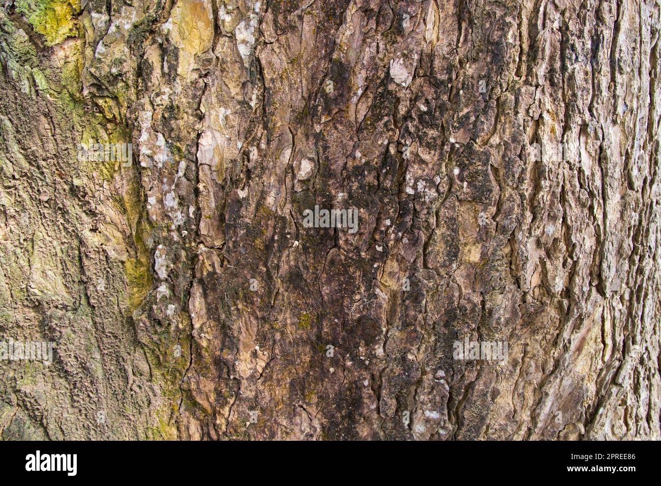 The textured background of old Big tree bark Stock Photo - Alamy