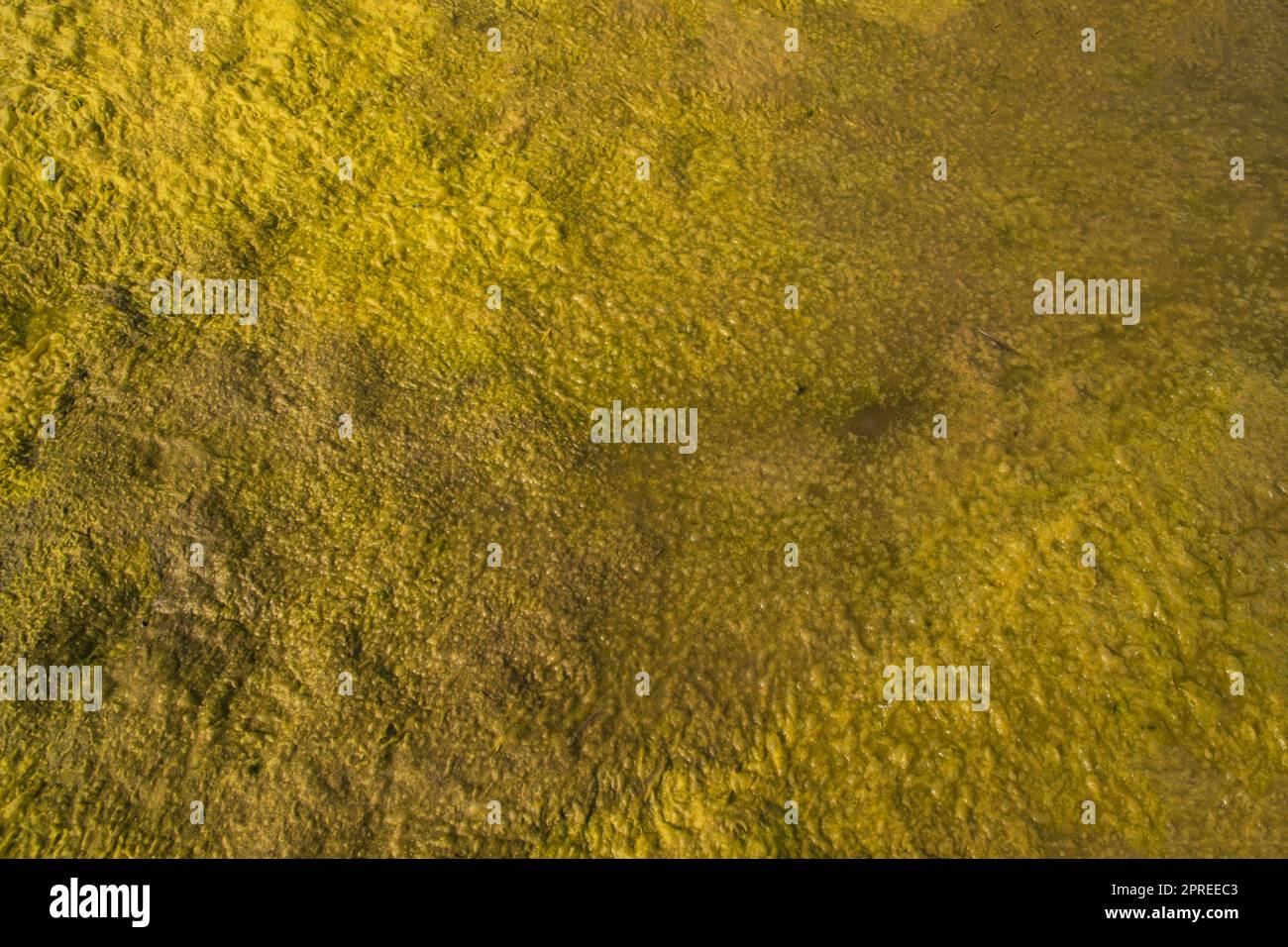Water wet green moss Texture Background. Natural Background Texture ...