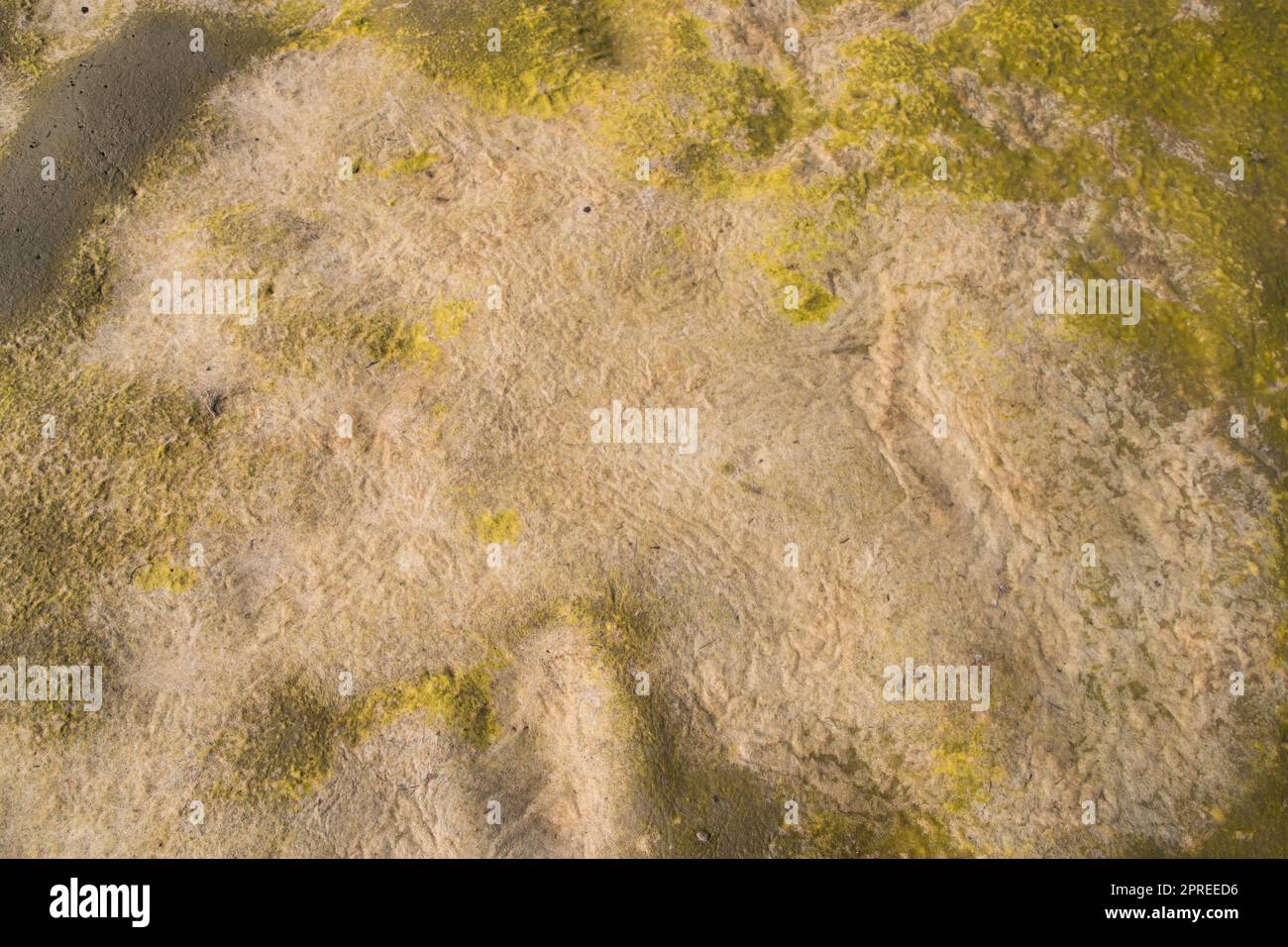 Dry Brown Yellow moss Texture Background. Natural Background Texture ...