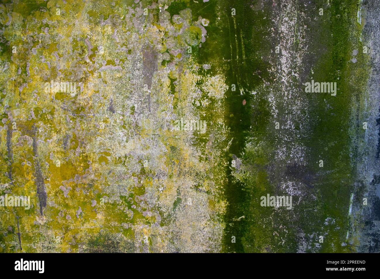 Fungi Green Moss Texture abstract background wall . Rusty, Grungy ...
