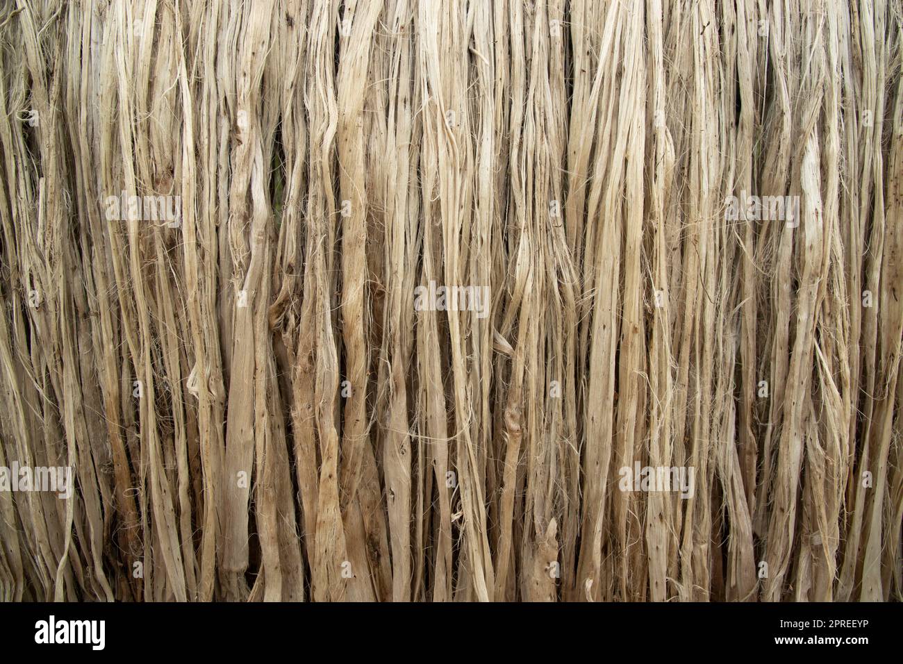 Closeup shot of raw jute fiber hanging under the sunlight for drying. Brown jute fiber texture ...