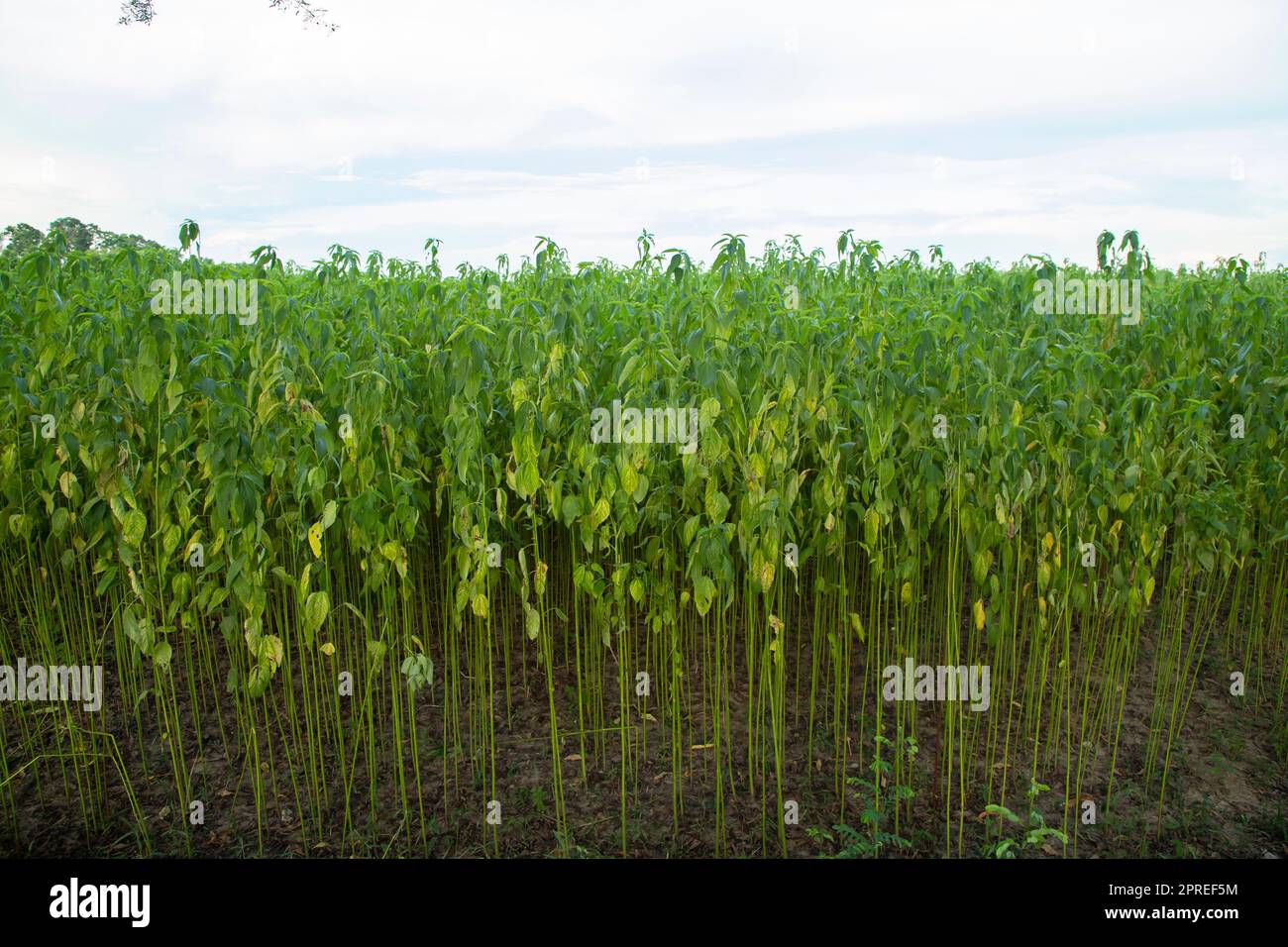 Green jute Plantation field. Raw Jute plant Texture background. This is ...