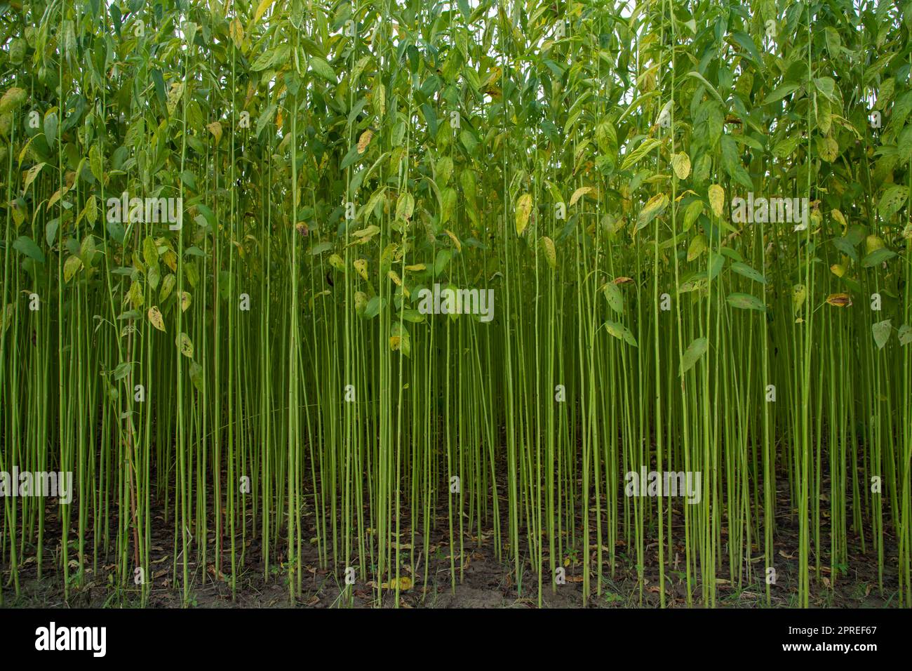 Green jute Plantation field. Raw Jute plant Texture background. This is ...