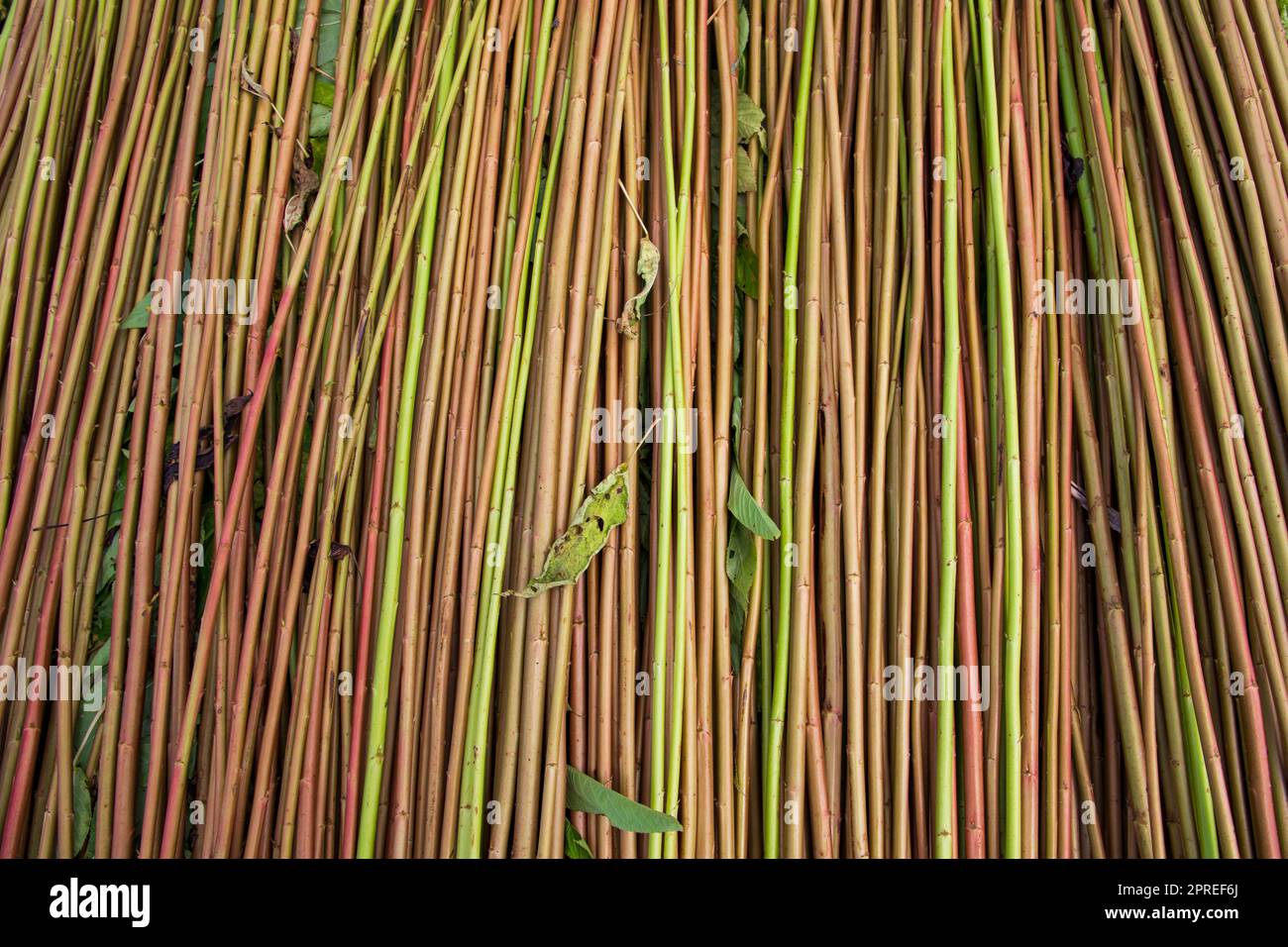 Red Green Raw Jute Texture background. This is the Called Golden Fiber ...