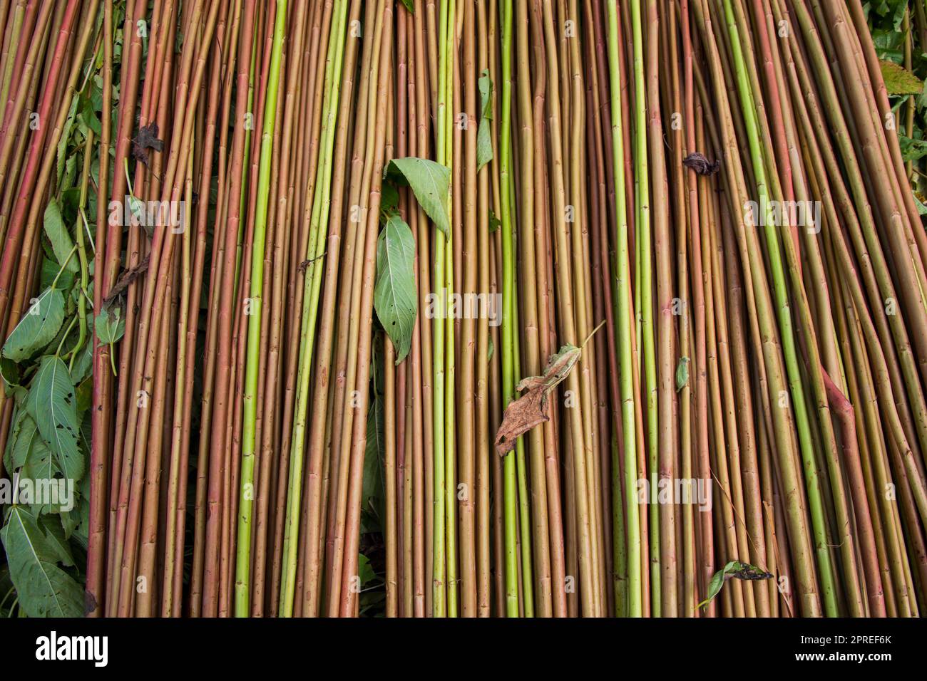 Red Green Raw Jute Texture background. This is the Called Golden Fiber ...