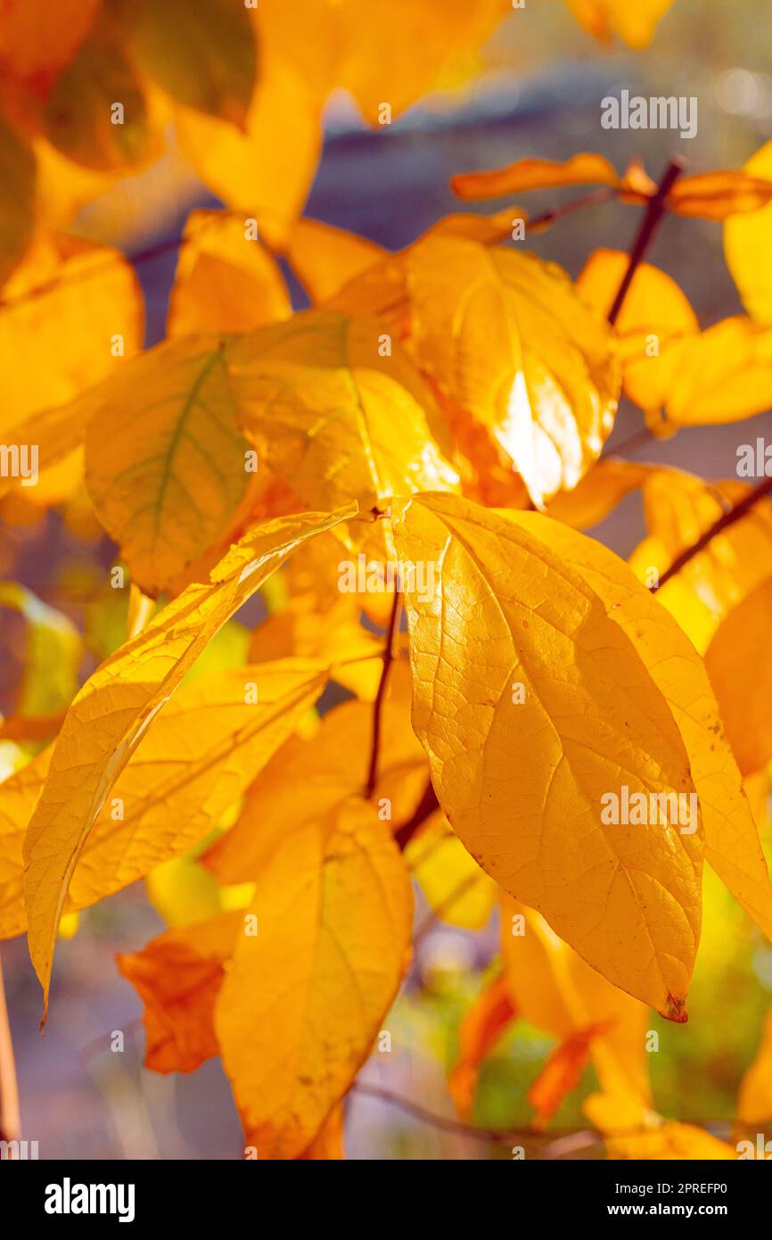 Colorful dotted autumn leaves Stock Photo - Alamy