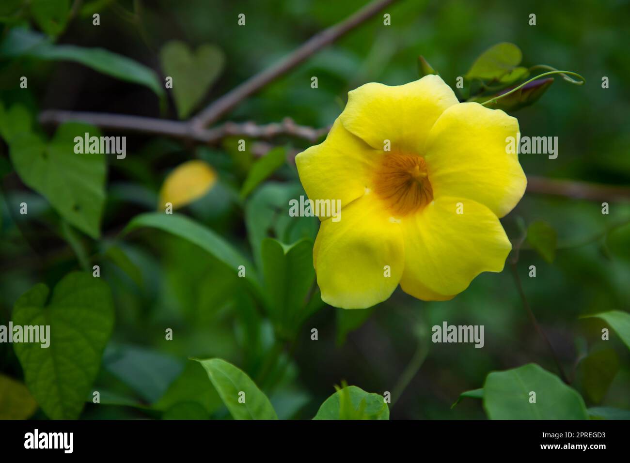 Beautiful Blossom Yellow allamanda cathartica Flower in the Garden tree ...