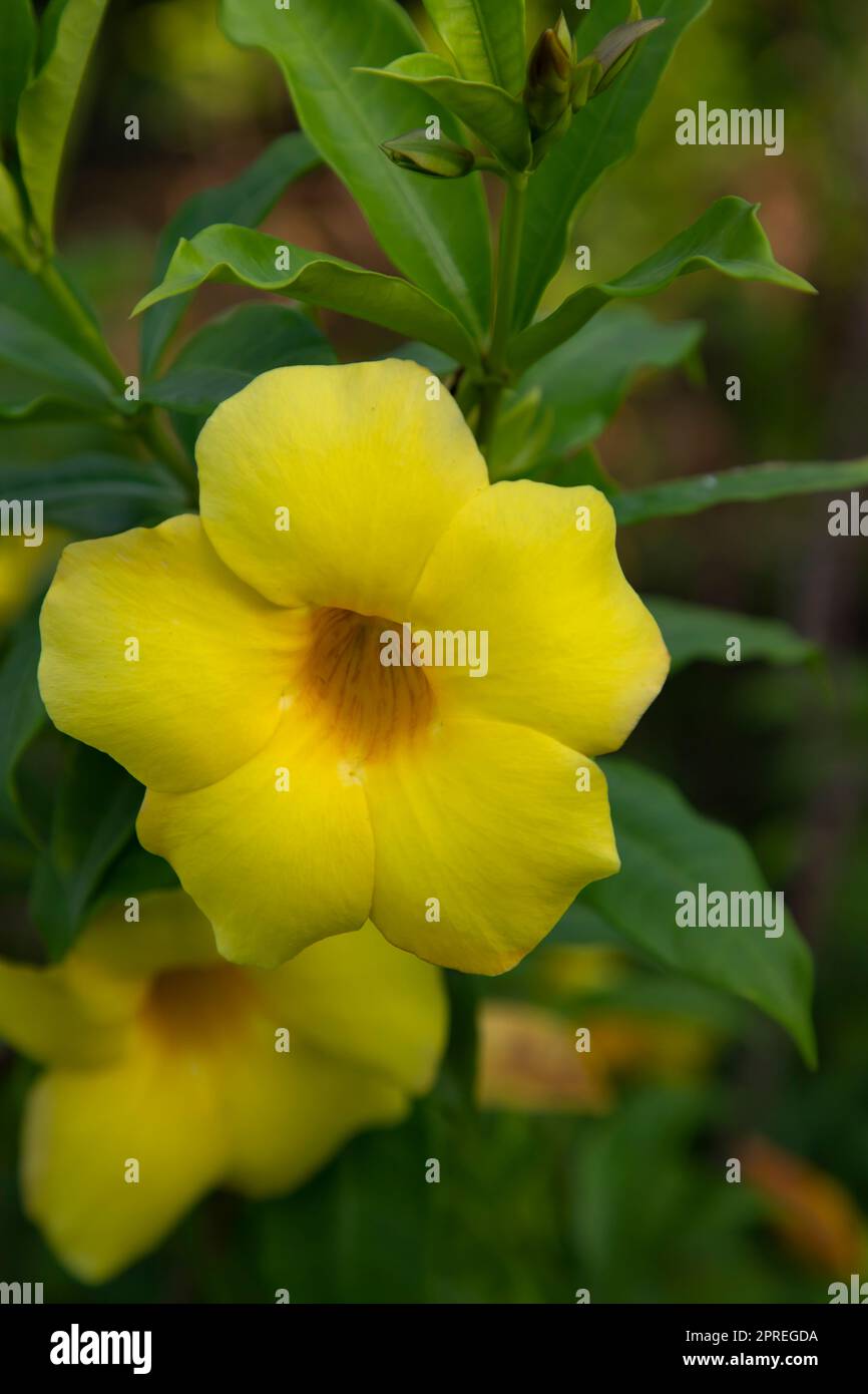 Beautiful Blossom Yellow allamanda cathartica Flower in the Garden tree ...