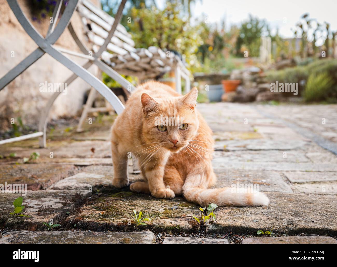 Cat waiting mouse hi-res stock photography and images - Alamy