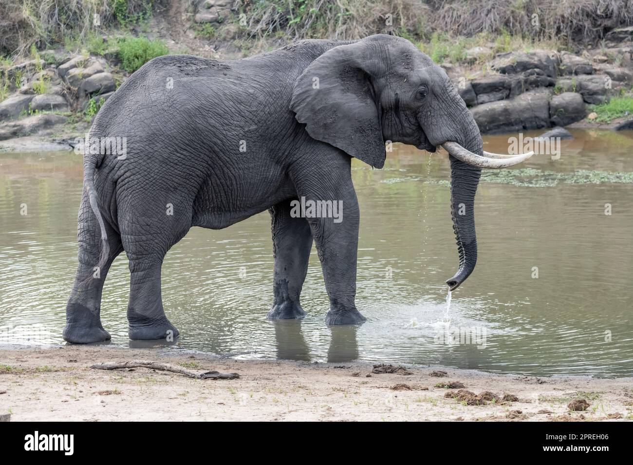 male elephant in pond shallow waters at wild countryside, shot in ...