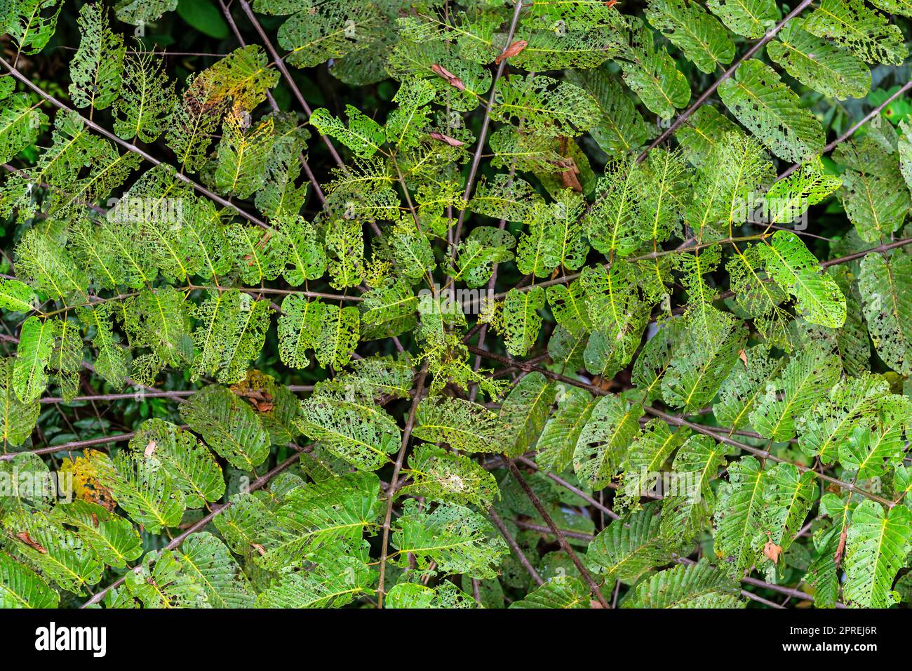 Fantastic plants in Tropical rainforest, Sabah, Borneo, Malaysia Stock ...