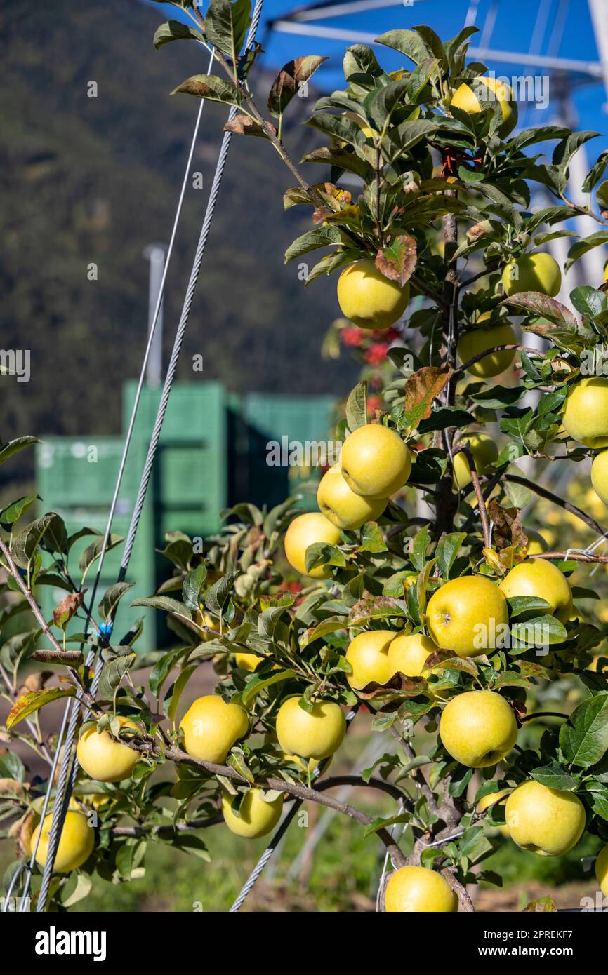 Apple orchard in Aica, South Tyrol, Italy Stock Photo - Alamy