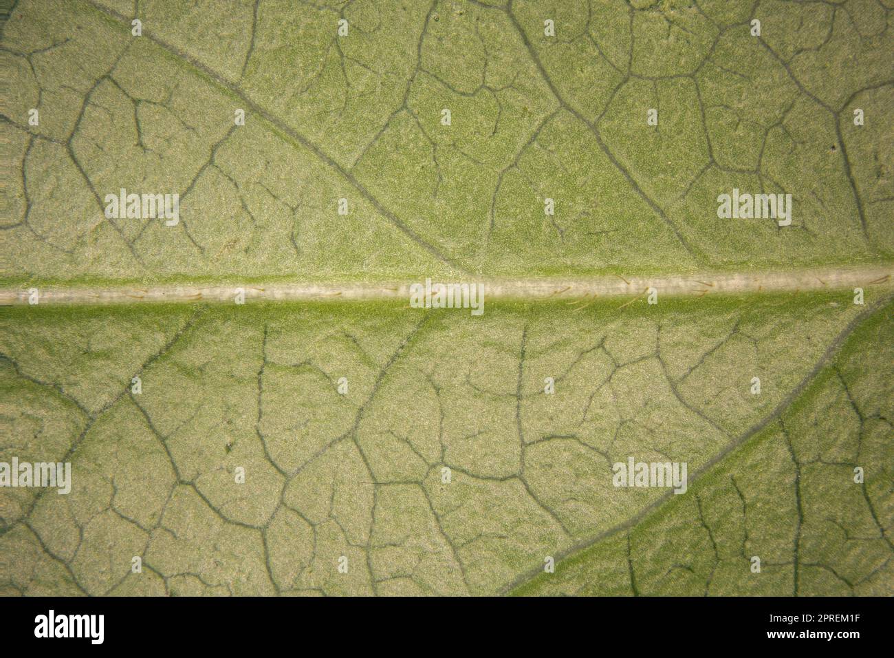 Leaf of a deciduous tree with leaf veins under a magnifying glass Stock ...
