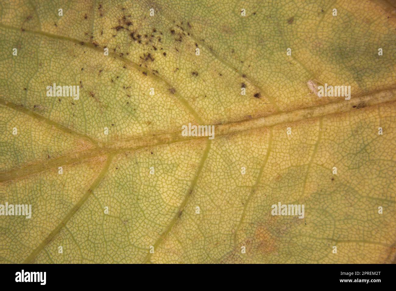 Leaf of a deciduous tree with leaf veins under a magnifying glass Stock ...