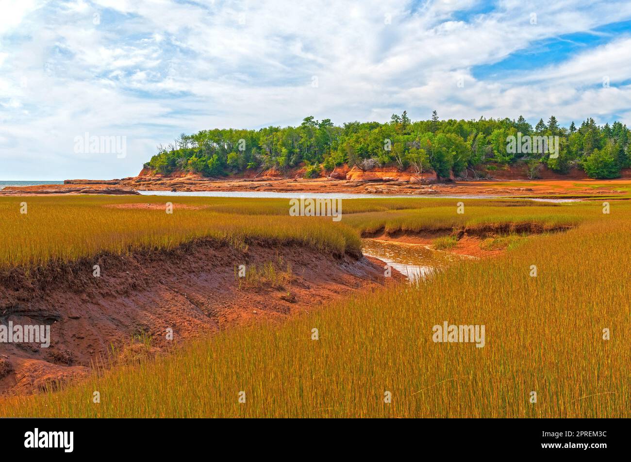 Salt Grasses on a Coastal Estuary at the Thomas Cove Coastal Reserve in ...