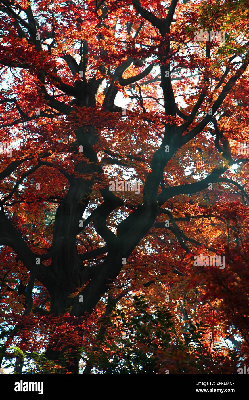 autumn leaves as nice natural color background Stock Photo - Alamy