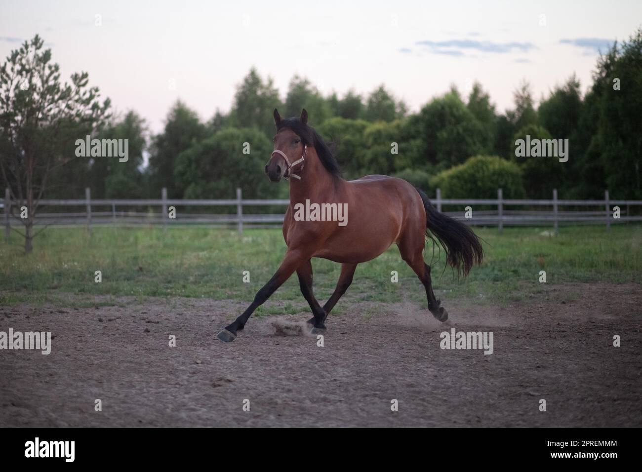 Photo of a running mare with a black mane, outdoors, in a levada Stock ...