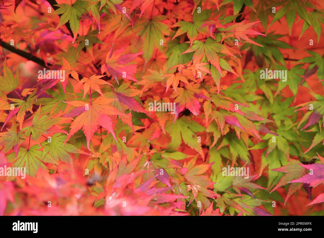 autumn leaves as nice natural color background Stock Photo - Alamy