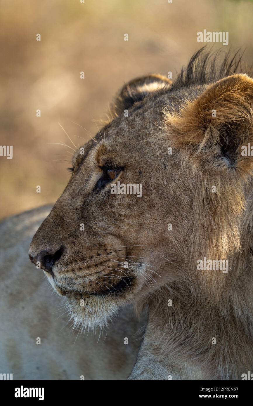 Lion looking left hi-res stock photography and images - Alamy