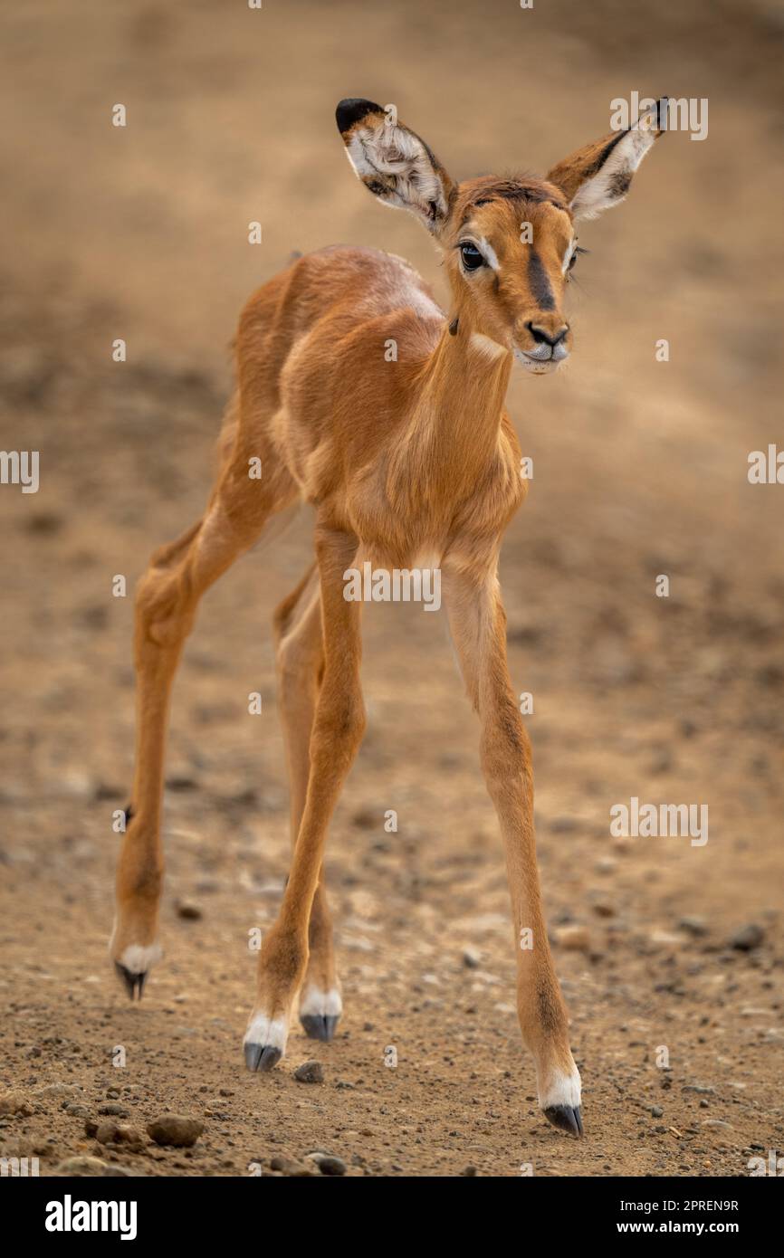Common impala calf walks on stony track Stock Photo - Alamy