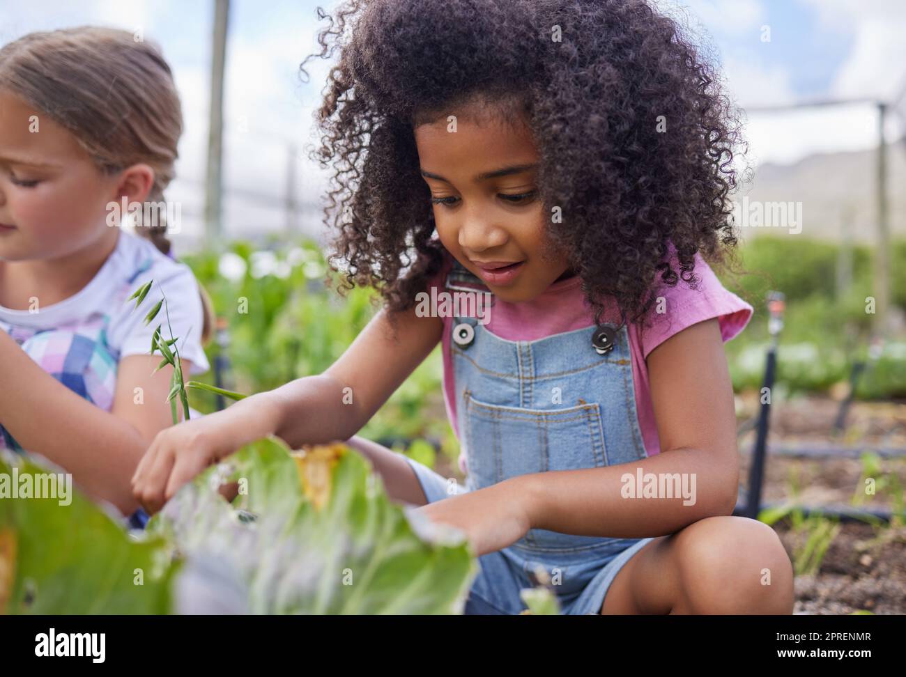 Going direct to the source. two adorable little kids working on a farm ...