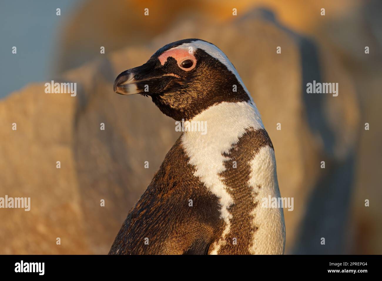 Portrait of an endangered African penguin (Spheniscus demersus), South ...