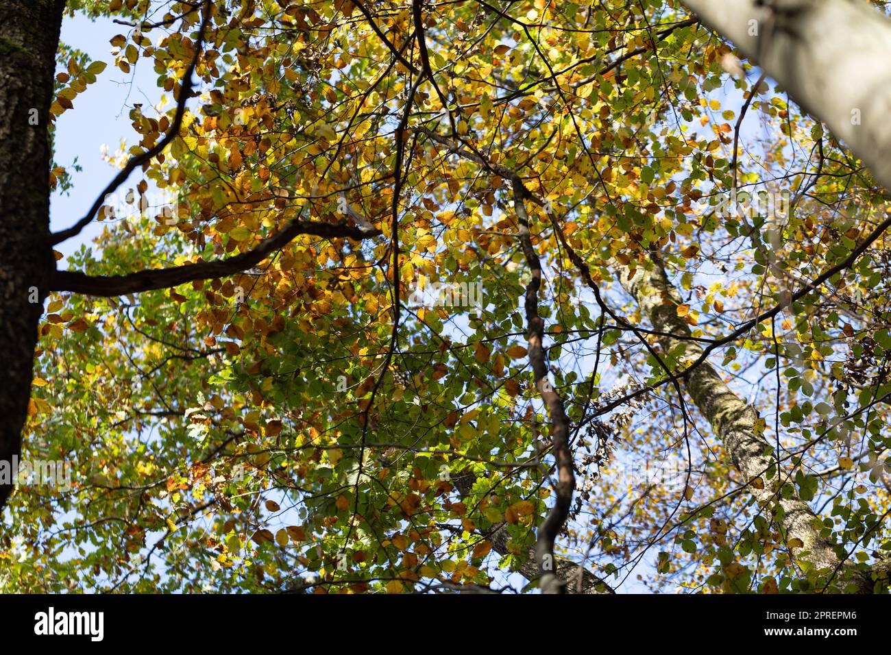 deciduous tree leaf is fallen in autumn Stock Photo - Alamy