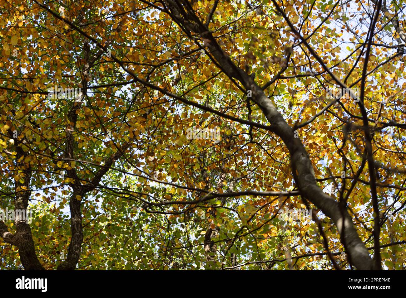 deciduous tree leaf is fallen in autumn Stock Photo - Alamy