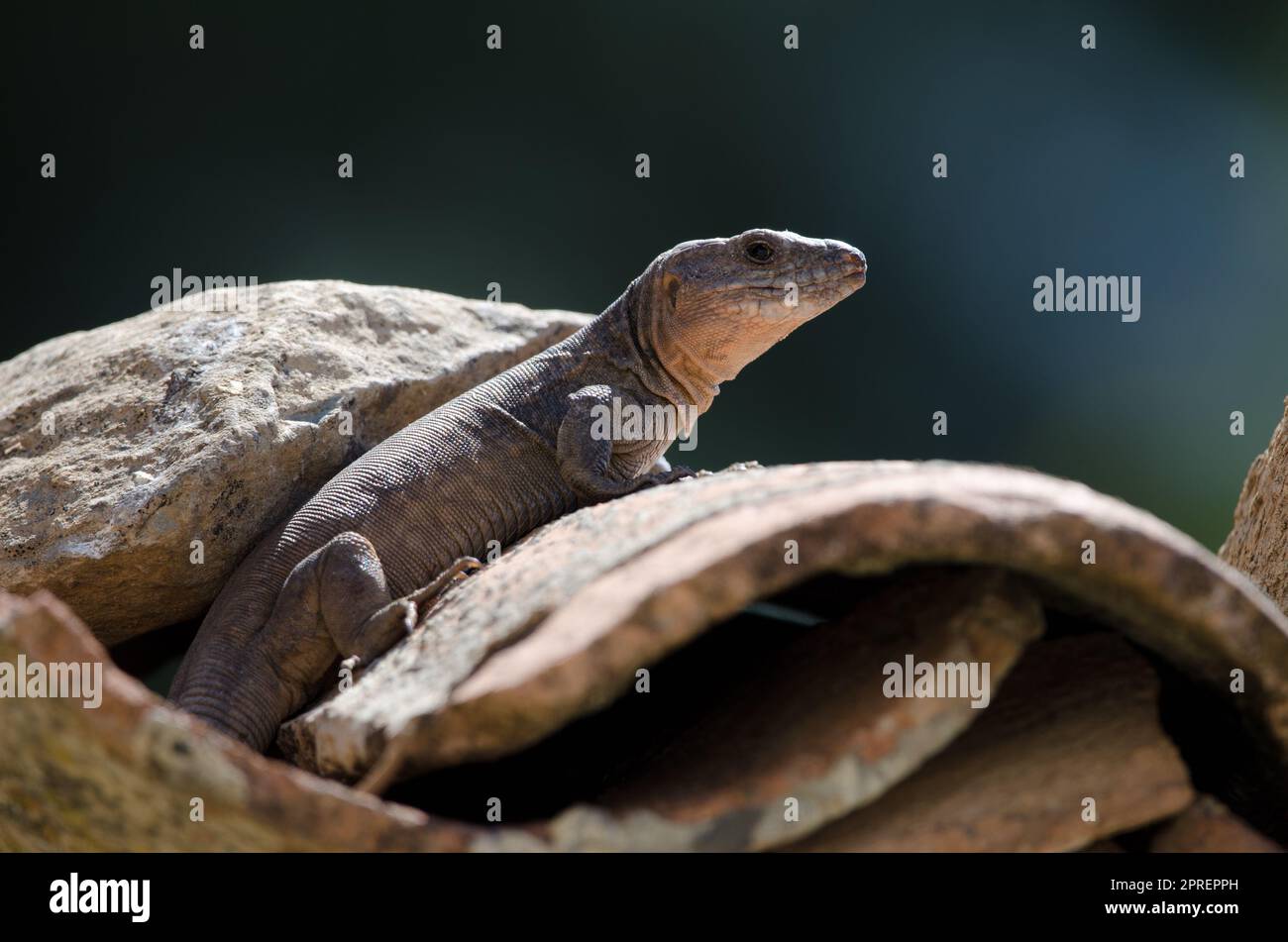 Gran Canaria giant lizard Gallotia stehlini. Male. Cruz de Pajonales ...