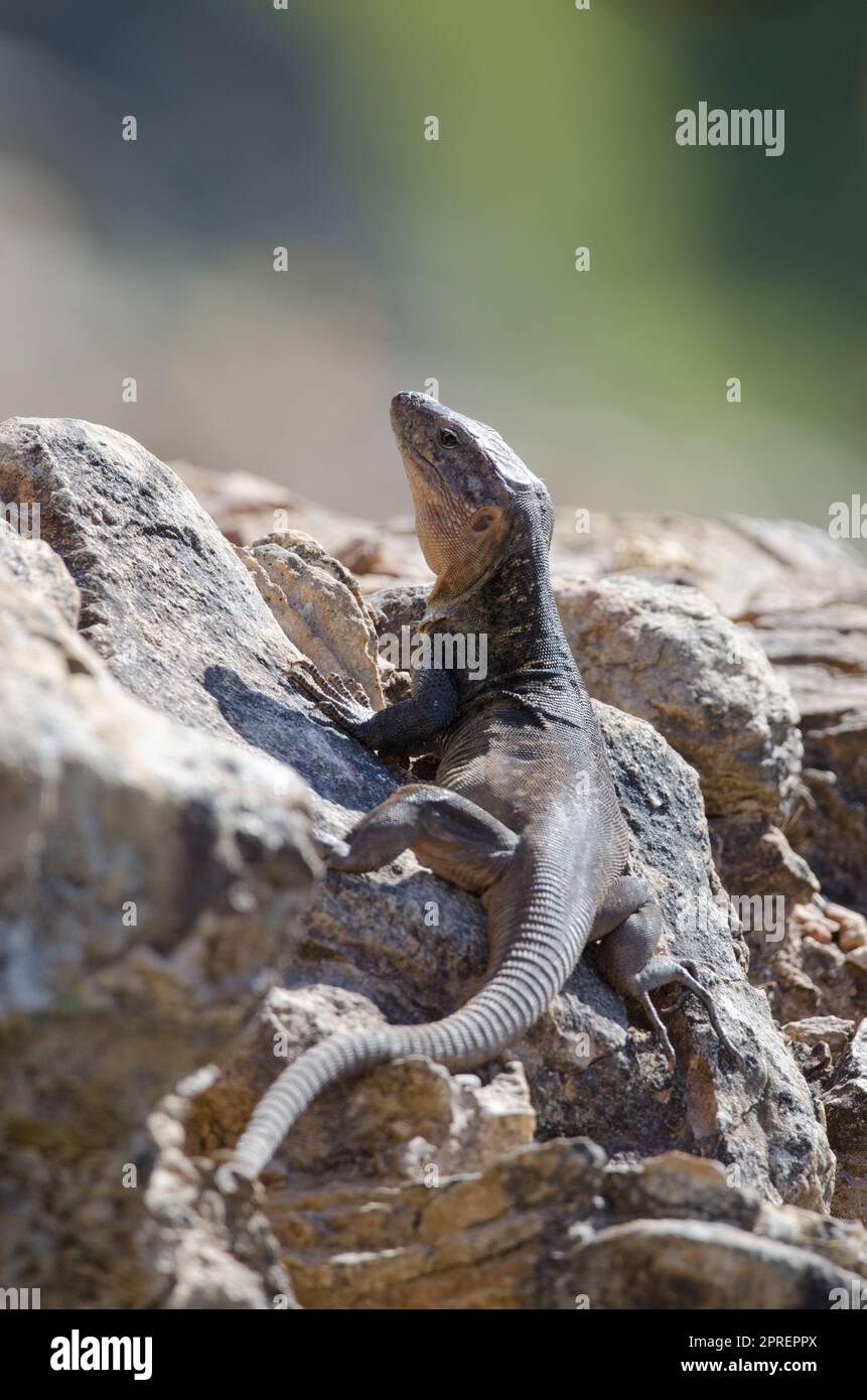 Gran Canaria giant lizard Gallotia stehlini. Male. Cruz de Pajonales ...