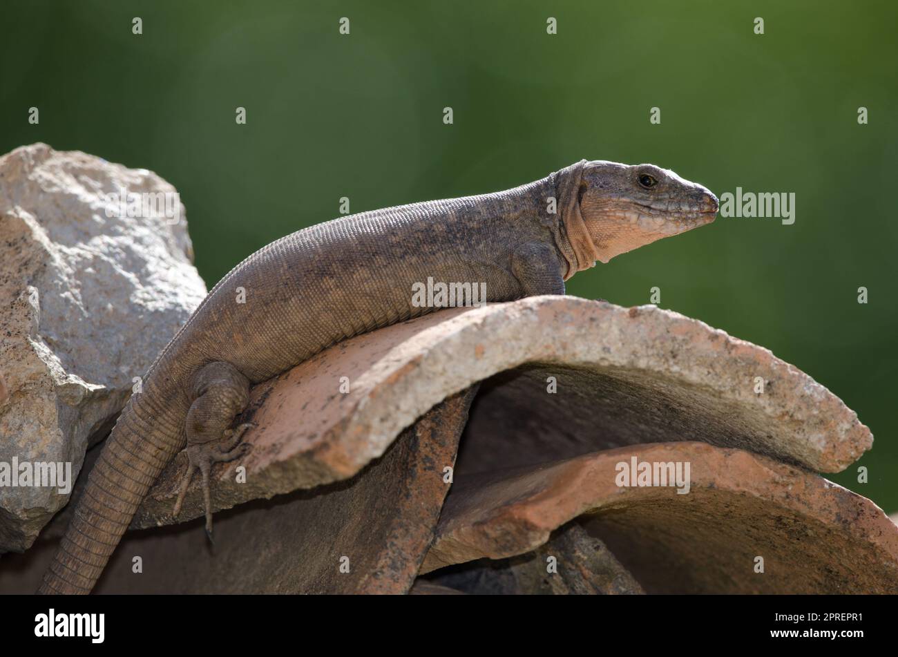 Gran Canaria giant lizard Gallotia stehlini. Male. Cruz de Pajonales ...