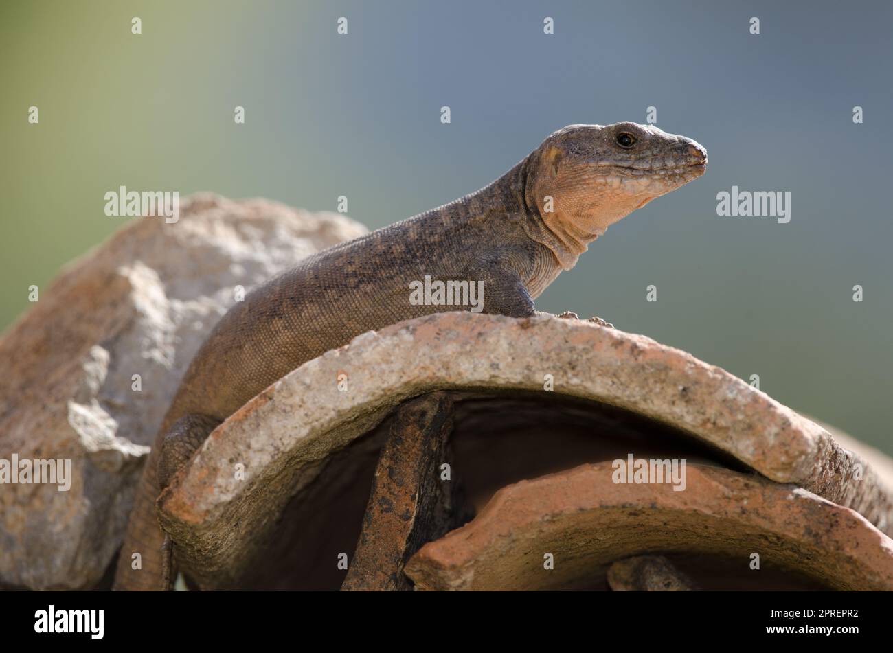 Gran Canaria giant lizard Gallotia stehlini. Male. Cruz de Pajonales ...