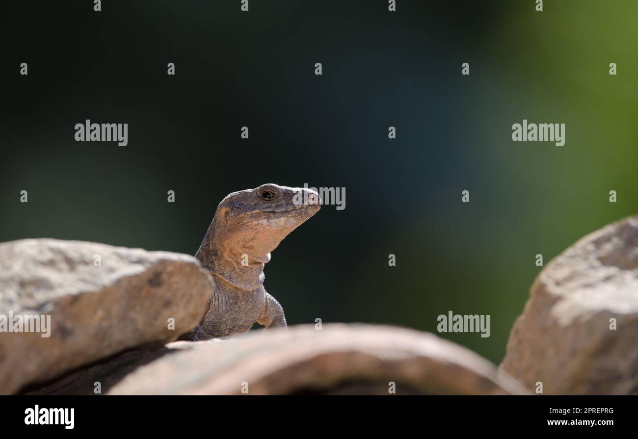 Gran Canaria giant lizard Gallotia stehlini. Male. Cruz de Pajonales ...