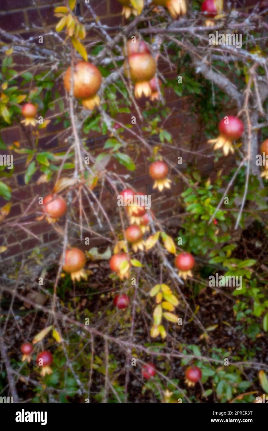 Pinhole Photography Nature Series.New, Age-defying, lensless, stand-out ...