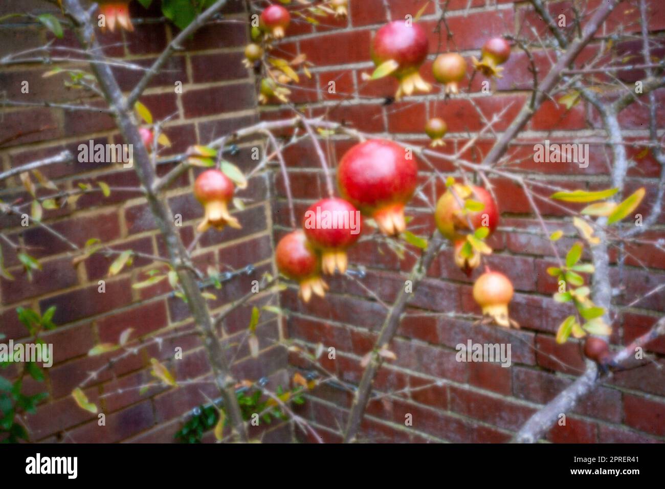 Pinhole Photography Nature Series.New, Age-defying, lensless, stand-out ...