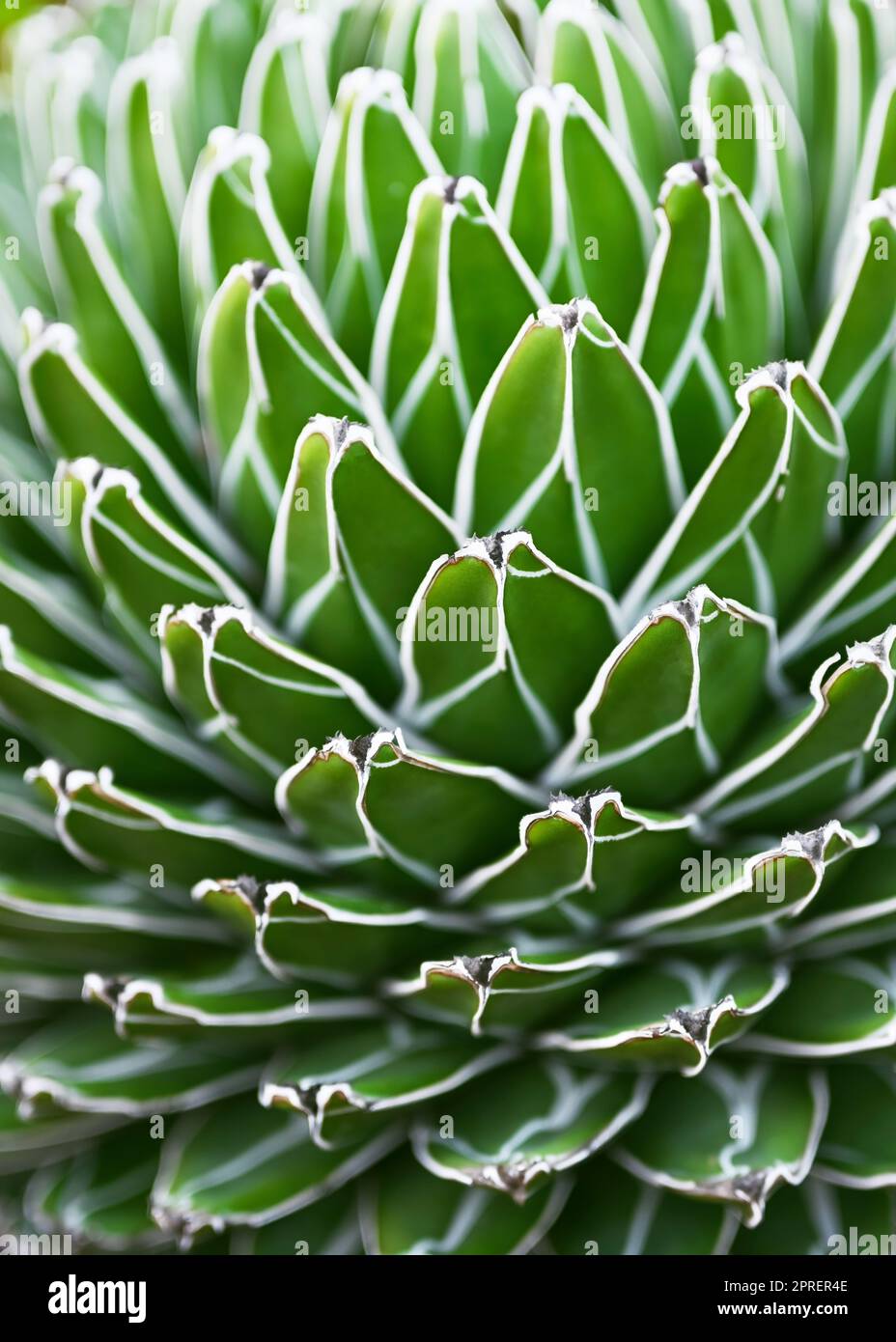Agave rosette hi-res stock photography and images - Alamy